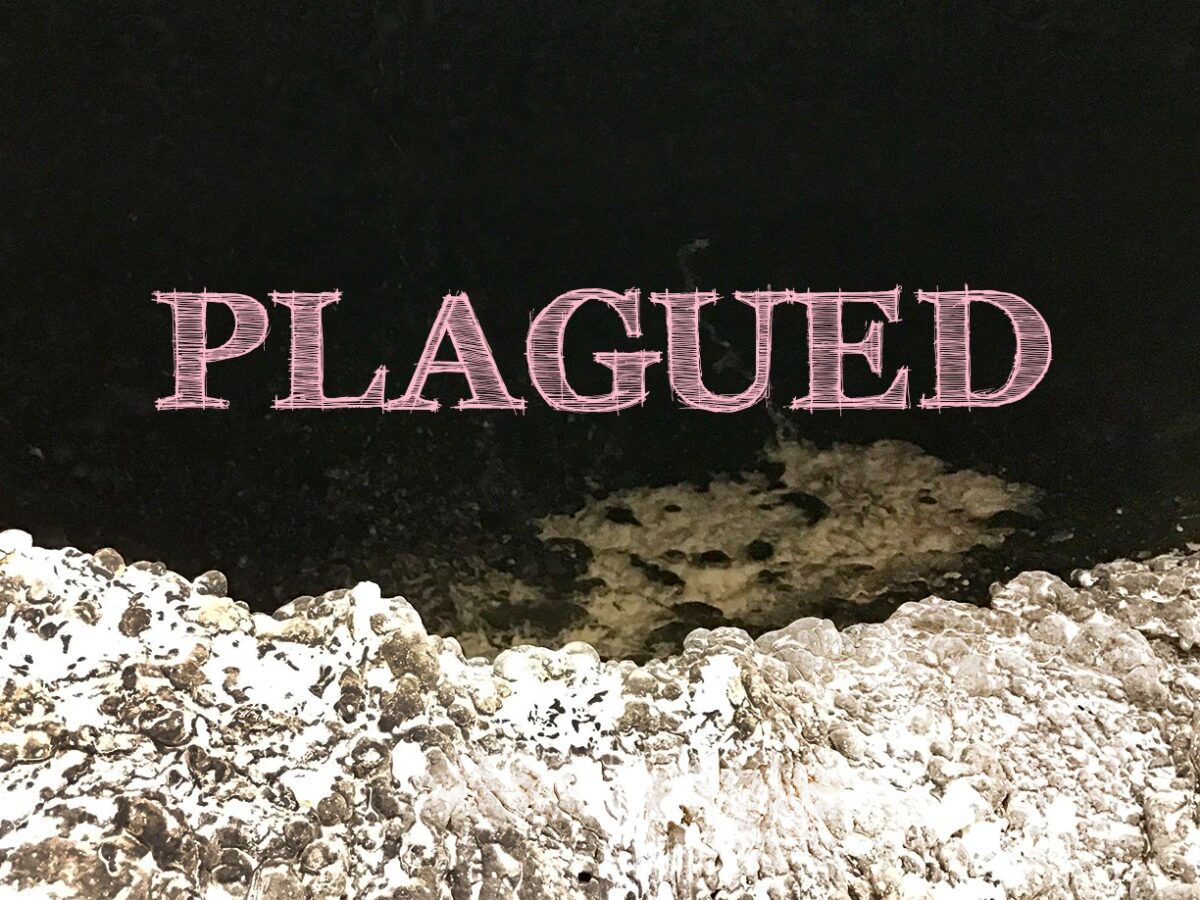 Plagued - MFA Exhibition by Chase Boston - UW ART